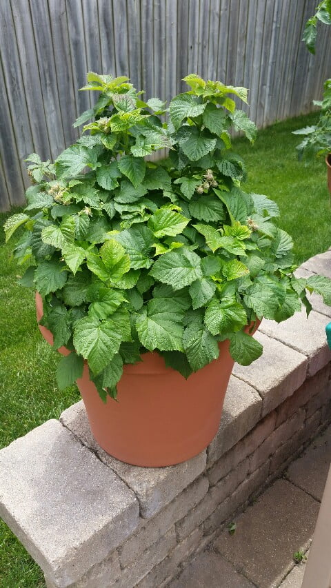 Raspberry Shortcake Plant Review