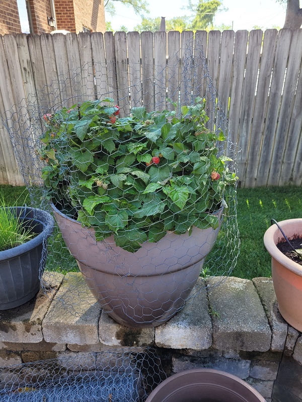 Raspberry Shortcake Plant Review