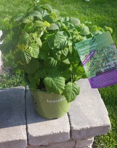 Raspberry Shortcake Plant Review