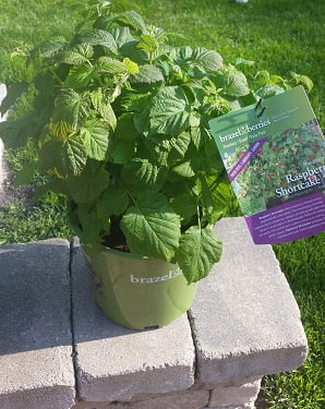 Raspberry Shortcake Plant Review
