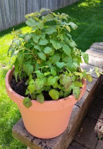 Raspberry Shortcake Plant Review