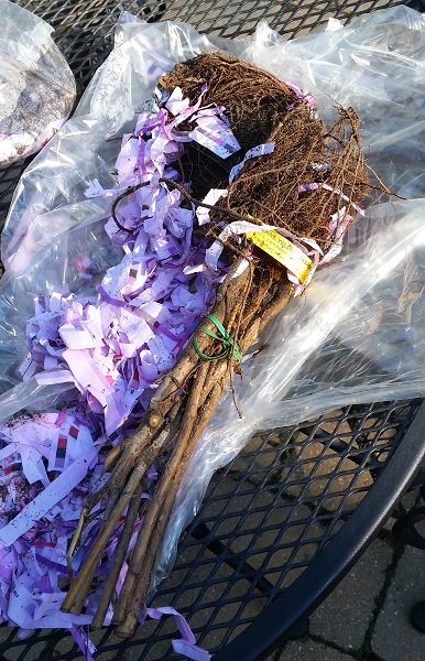 Planting Bare Root Raspberry Canes