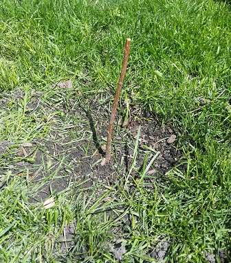 Raspberry Bare Root Canes - Failed Van Zyverden Heritage