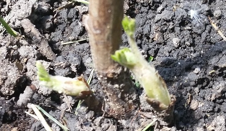 Bare Root Raspberry Canes - one week update