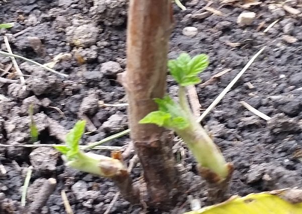 Bare Root Raspberry Canes - one week update