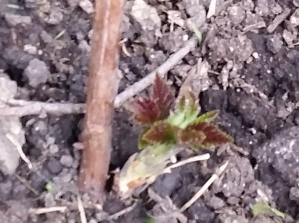 Bare Root Raspberry Canes - one week update