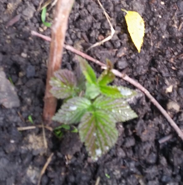 Bare Root Raspberry Canes - one week update