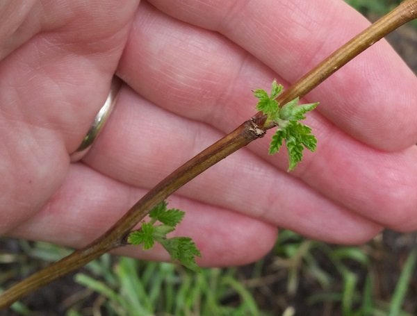 Bare Root Raspberry Canes - one week update