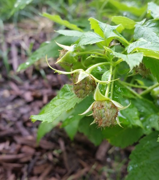 Bare Root Raspberry Canes - 2 Month Update